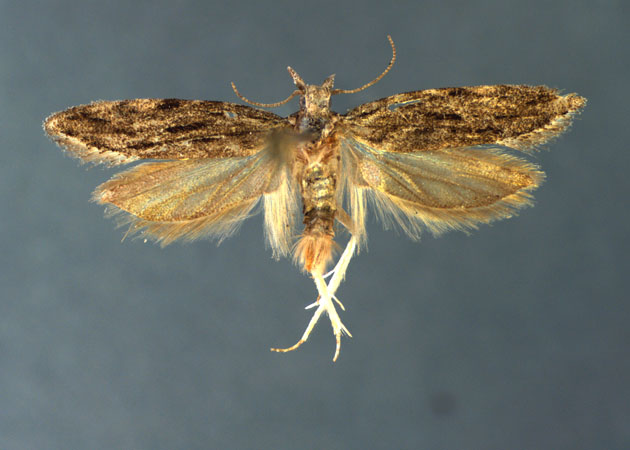 Anarsia lineatella