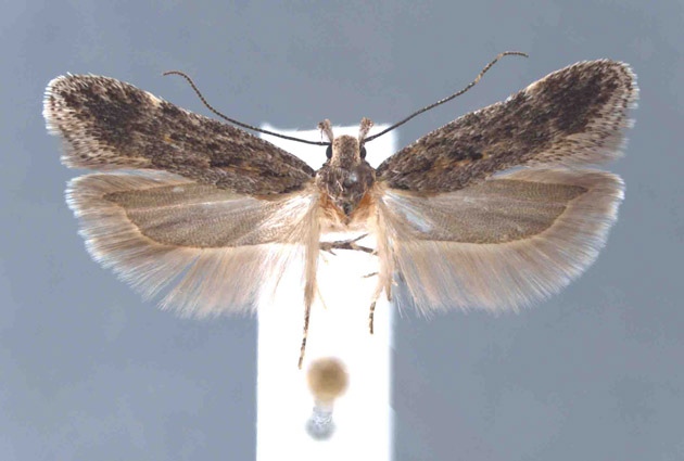 Aroga websteri Clarke