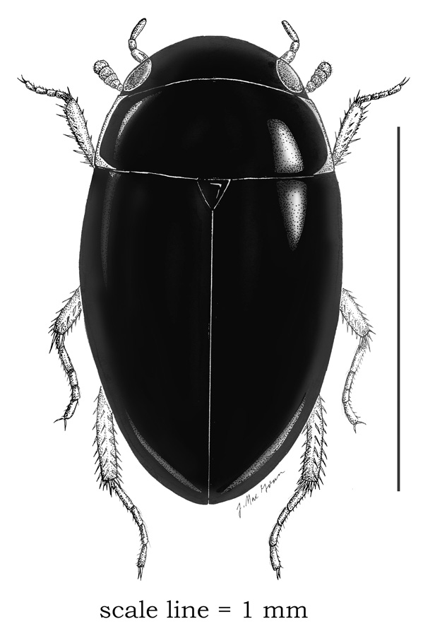 Crenitulus suturalis (LeConte)