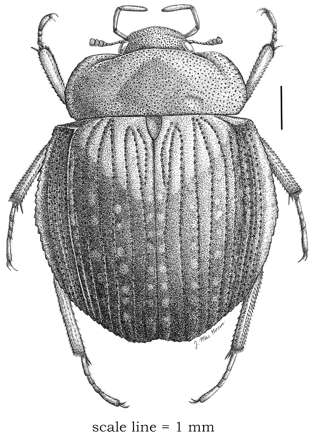Sperchopsis tessellata (Ziegler)