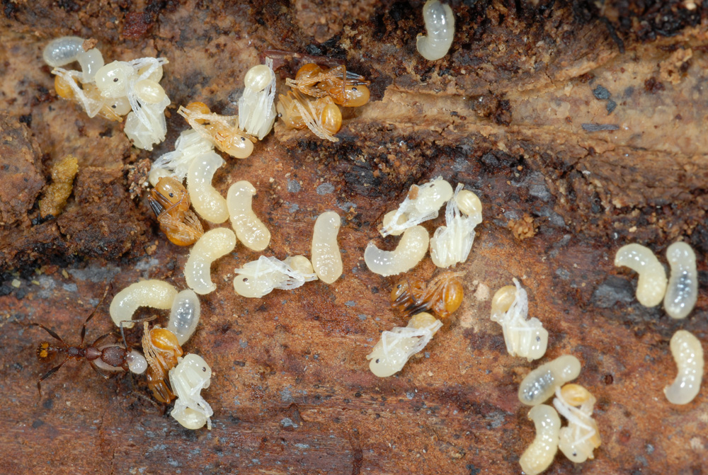 Aphaenogaster lamellidens Mayr