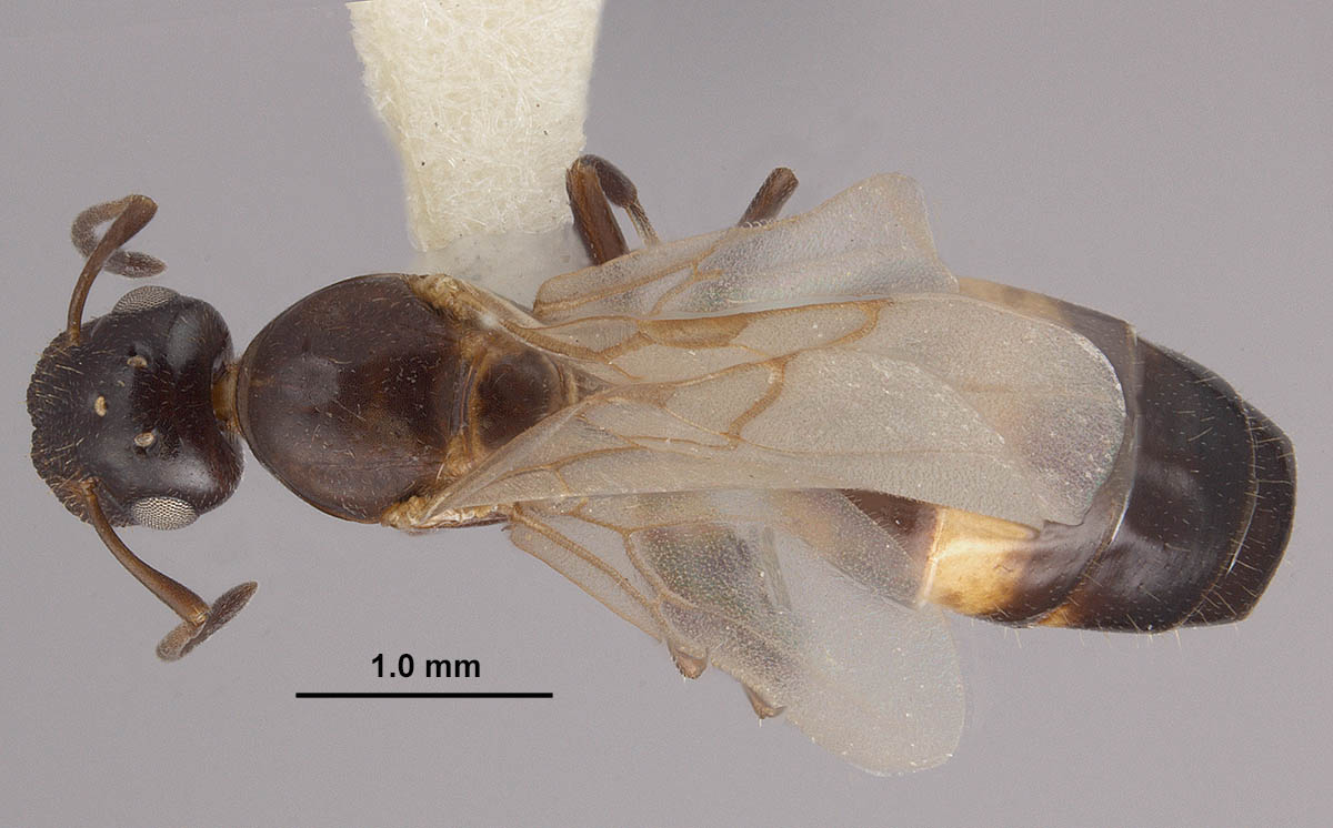 Colobopsis obliqua (M. R. Smith )