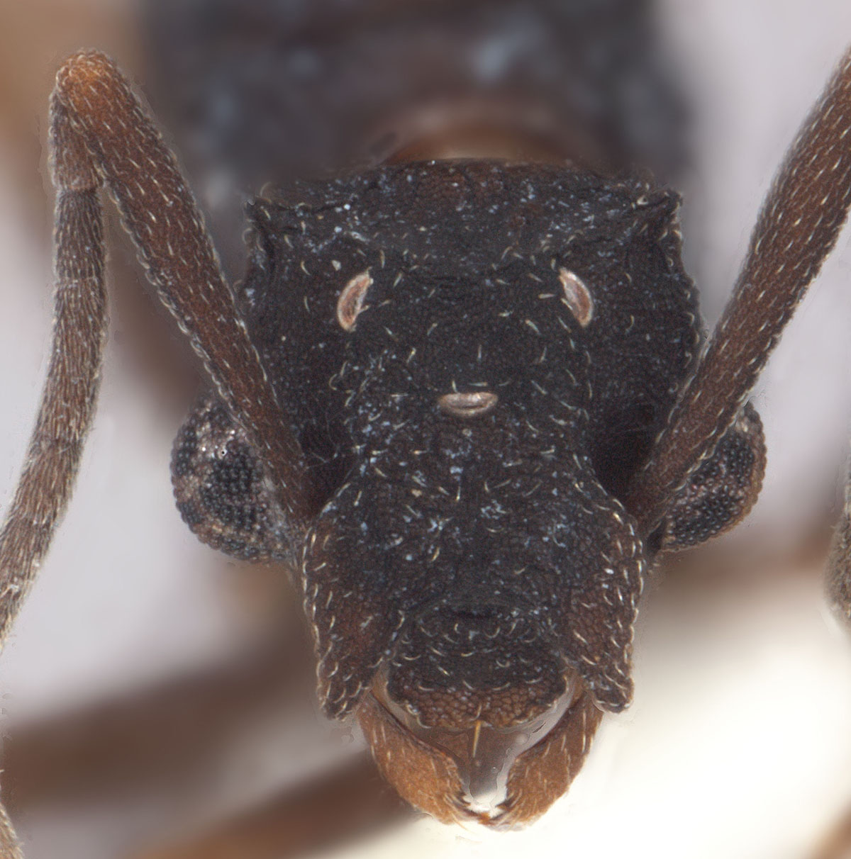 Cyphomyrmex rimosus (Spinola)