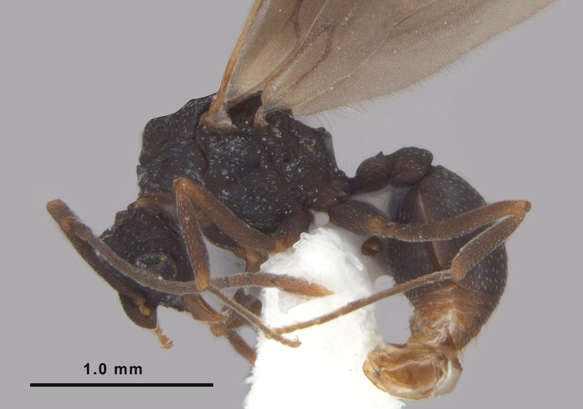 Cyphomyrmex rimosus (Spinola)