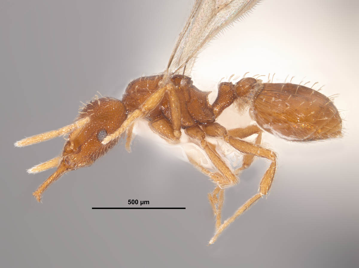 Strumigenys silvestrii Emery, 1906