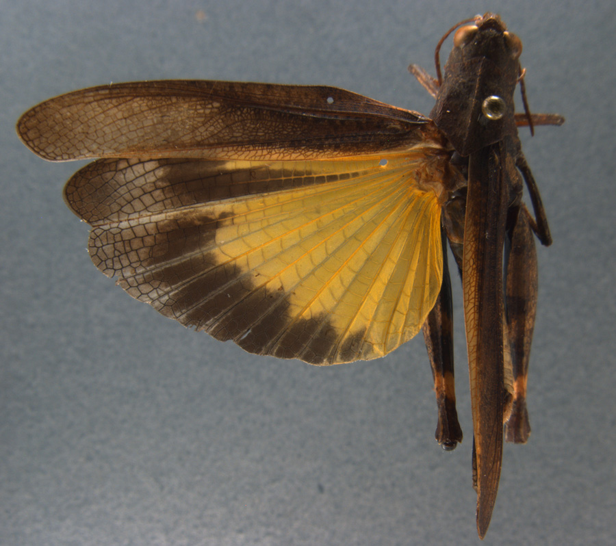 Arphia sulphurea (Fabricius)
