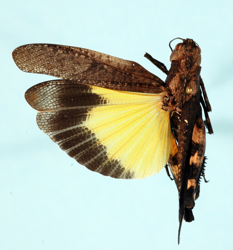 Arphia xanthoptera (Burmeister)